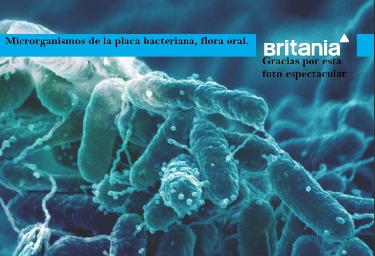 Placa bacteriana, placa dental o biofilm - juanbalboa.com